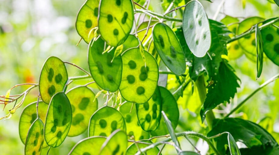 19 Plants with Ornamental Seed Pods