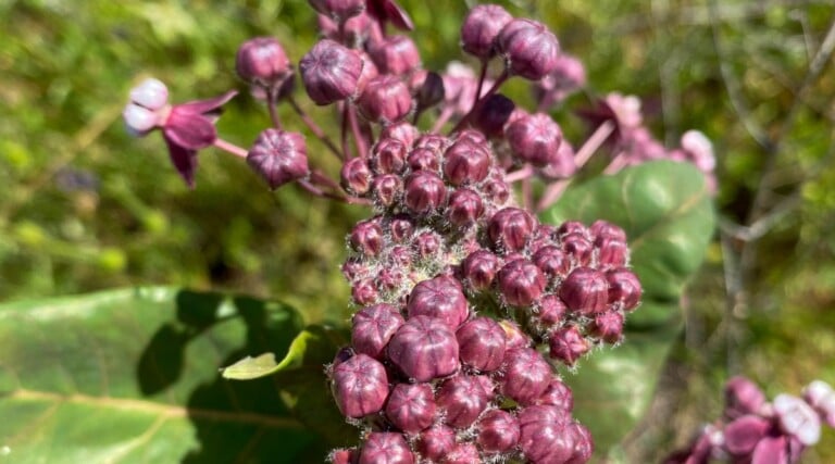 27 Native Wildflowers for California Gardens