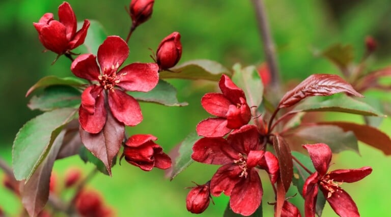 21 Beautiful Flowering Crabapple Trees for Your Garden