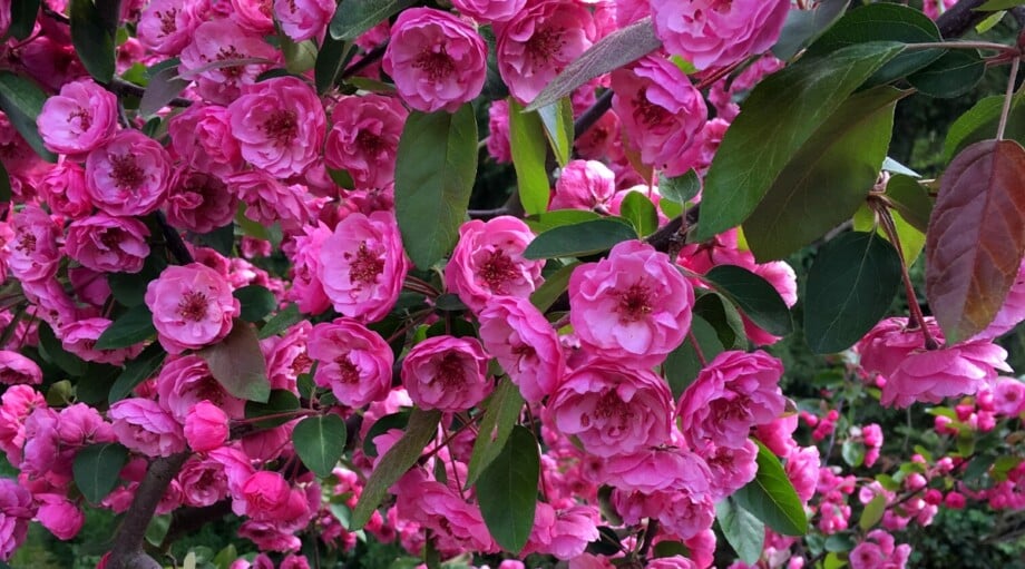 21 Beautiful Flowering Crabapple Trees for Your Garden