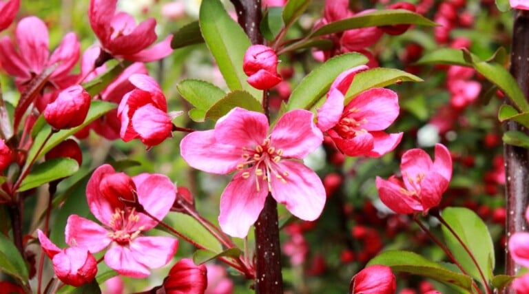 21 Beautiful Flowering Crabapple Trees for Your Garden