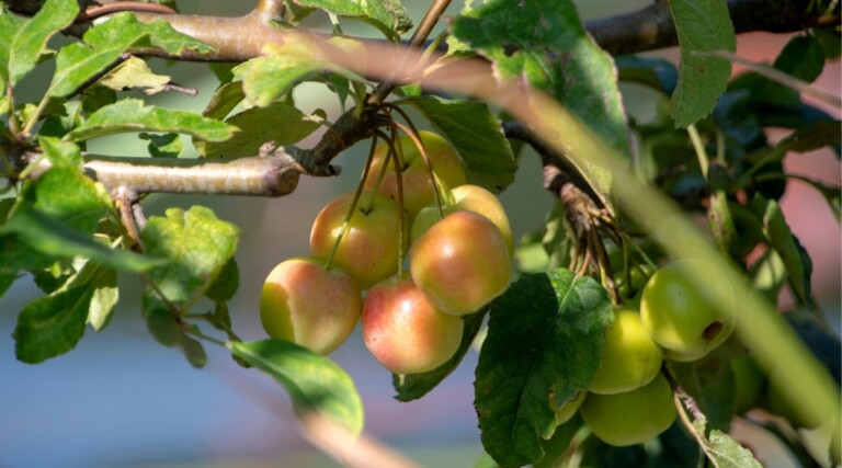 21 Beautiful Flowering Crabapple Trees for Your Garden