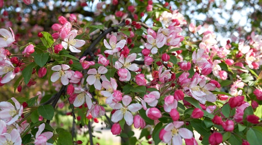 21 Beautiful Flowering Crabapple Trees for Your Garden