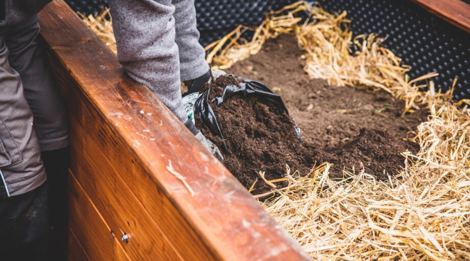 How to Start a Veggie Garden at Home