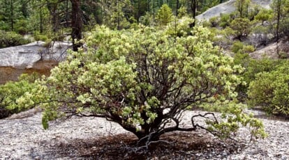 How to Plant, Grow, and Care for Manzanita