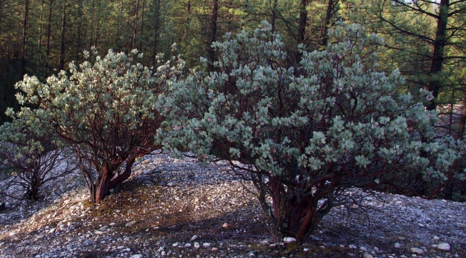 How to Plant, Grow, and Care for Manzanita