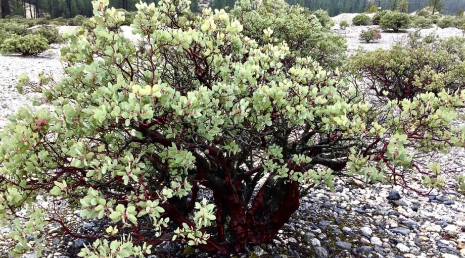 How to Plant, Grow, and Care for Manzanita