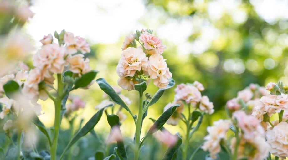 How to Plant, Grow, and Care for Stock Flowers
