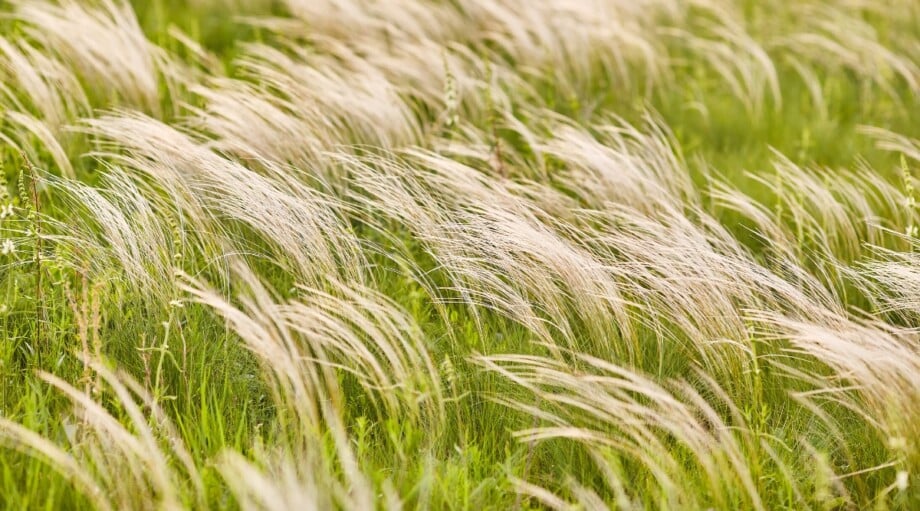 Avoid Planting These 11 Invasive Ornamental Grasses