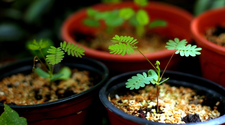 How to Plant, Grow, and Care for Sensitive Plants (Mimosa Pudica)