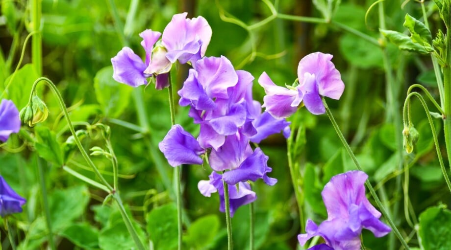 29 Sweet Pea Flower Vines for Your Garden