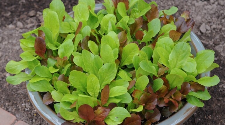 21 Best Vegetables For Gardeners With a Short Growing Season