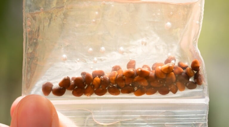 13 Seeds You Should Soak Before Planting