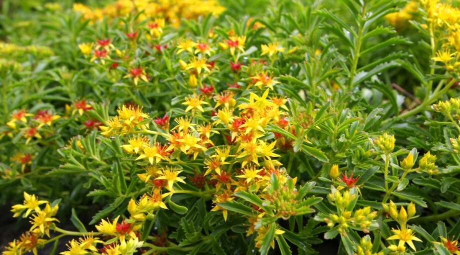 13 Best Stonecrop Varieties for Your Rock Garden