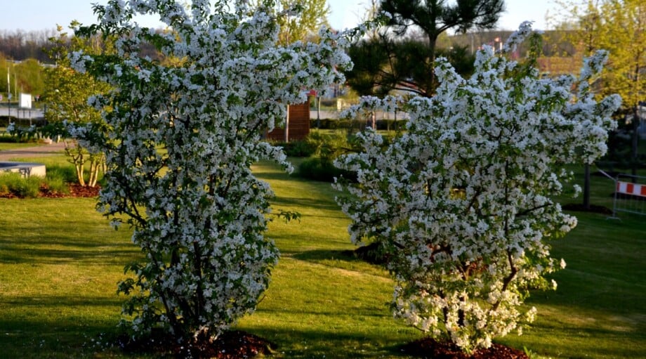 21 Beautiful Flowering Crabapple Trees for Your Garden