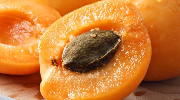How to Grow an Apricot Tree from Seed
