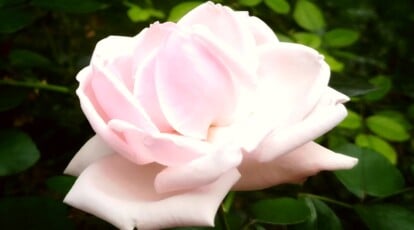 How to Plant, Grow, and Care for New Dawn Roses