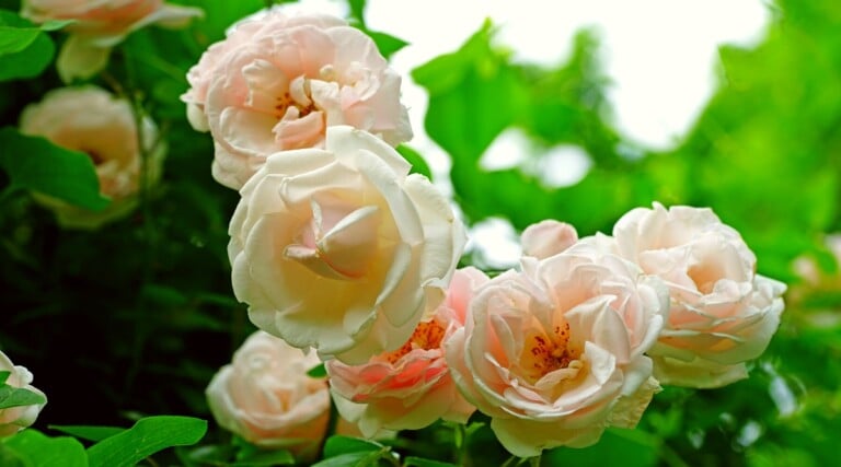 How to Plant, Grow, and Care for New Dawn Roses