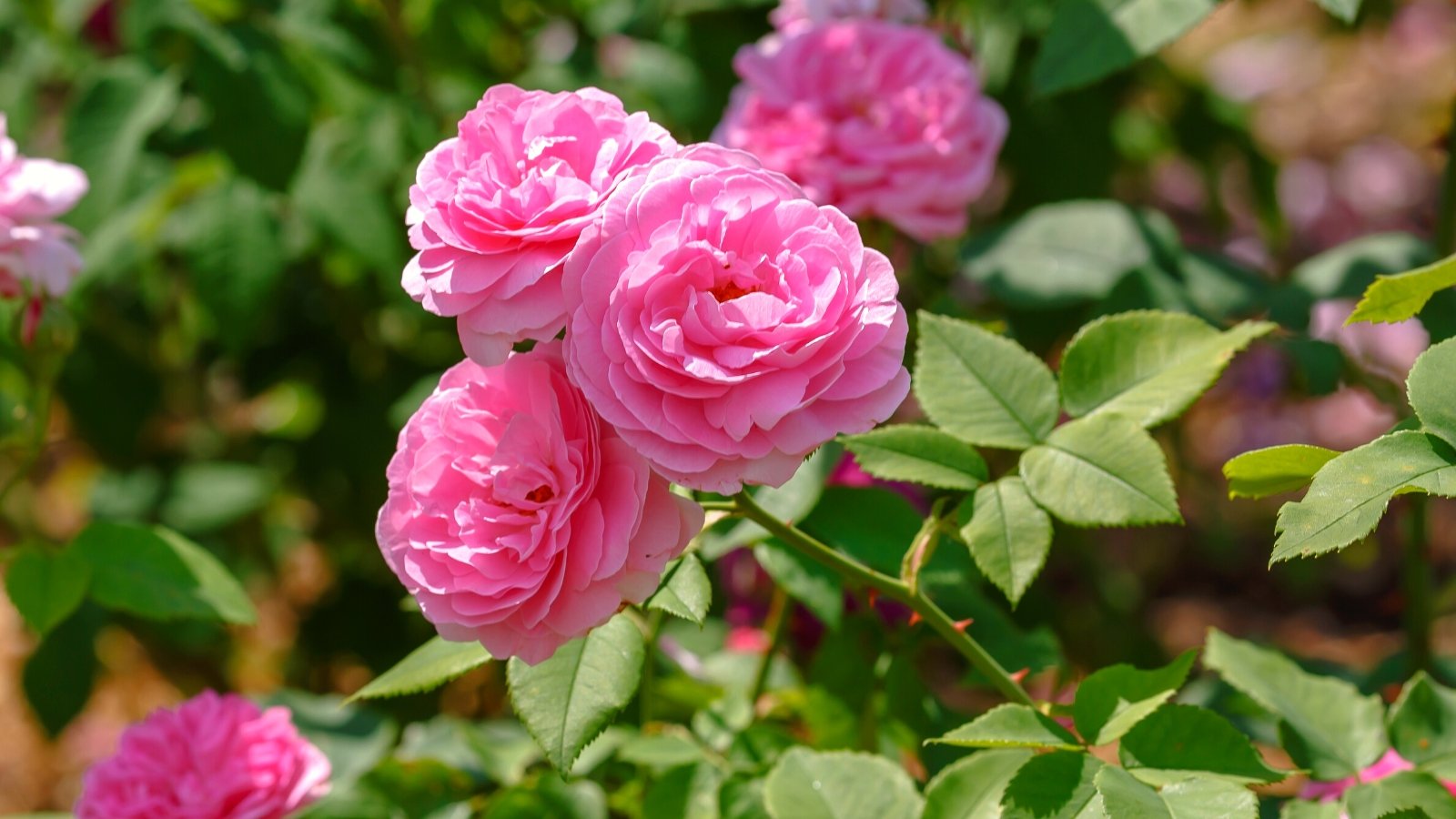 Old Fashioned Garden Roses