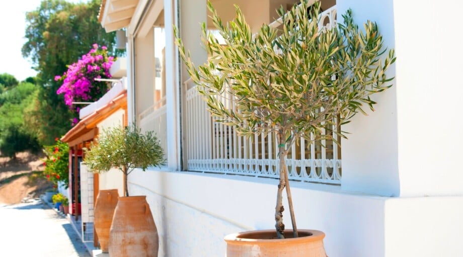 21 Best Trees For Pots and Containers