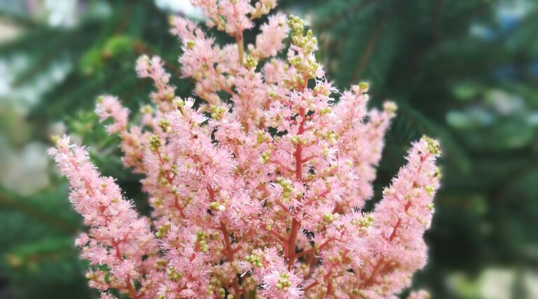 15 Peach Perennial Flowers for Your Garden