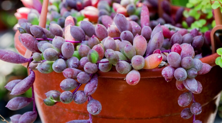 How to Plant, Grow, and Care For String of Rubies