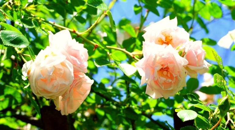 How to Plant, Grow, and Care for New Dawn Roses