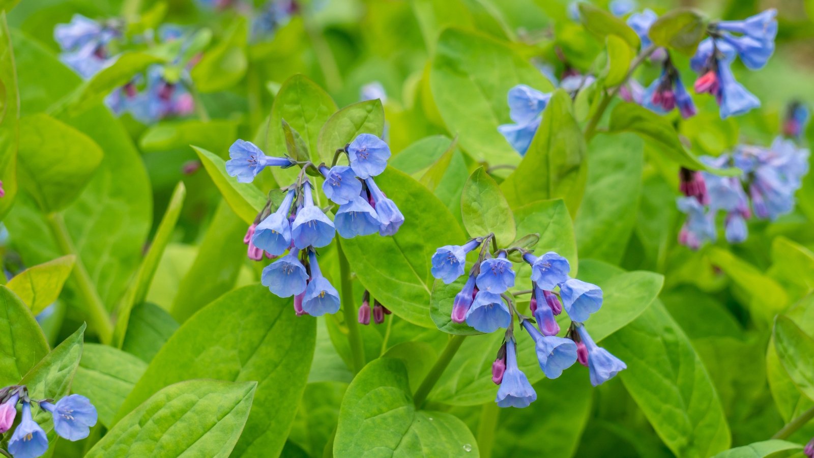 23 Spring Ephemeral Plants for Your Garden