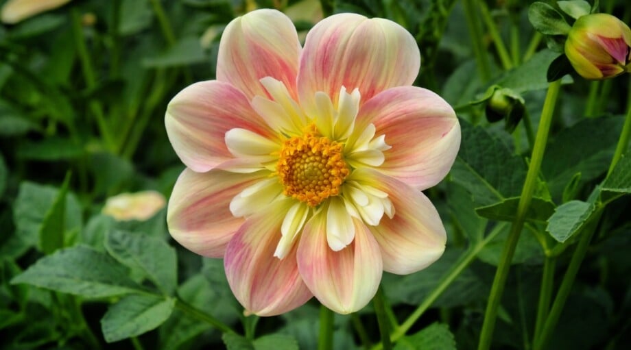 15 Peach Perennial Flowers for Your Garden