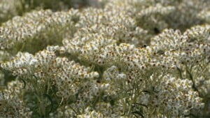 How to Plant, Grow, and Care for Pearly Everlasting