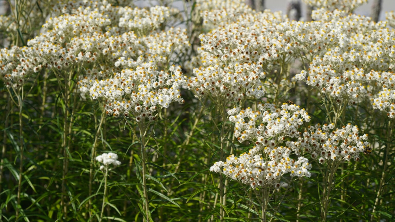 How to Plant, Grow, and Care for Pearly Everlasting
