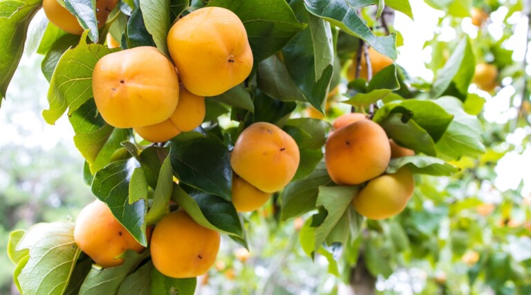19 Best Persimmon Varieties for Your Garden