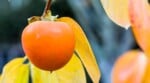 19 Best Persimmon Varieties for Your Garden