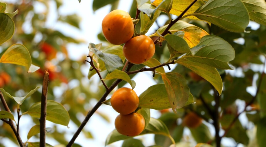 19 Best Persimmon Varieties for Your Garden