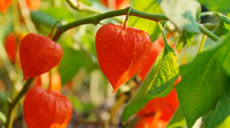 19 Plants with Ornamental Seed Pods