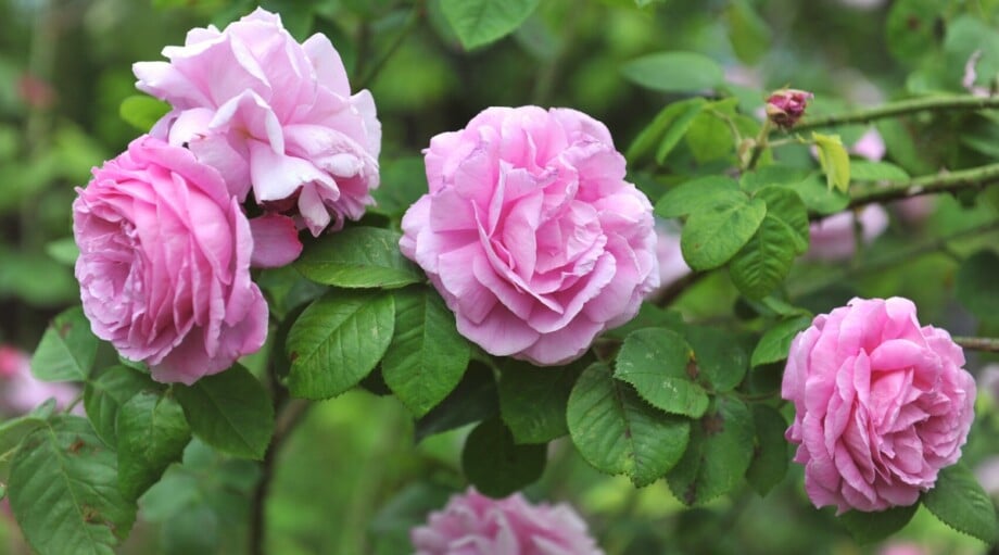 How to Plant, Grow, and Care for Old Garden Roses