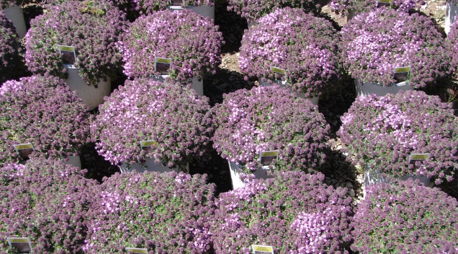How to Plant, Grow, and Care for Creeping Thyme