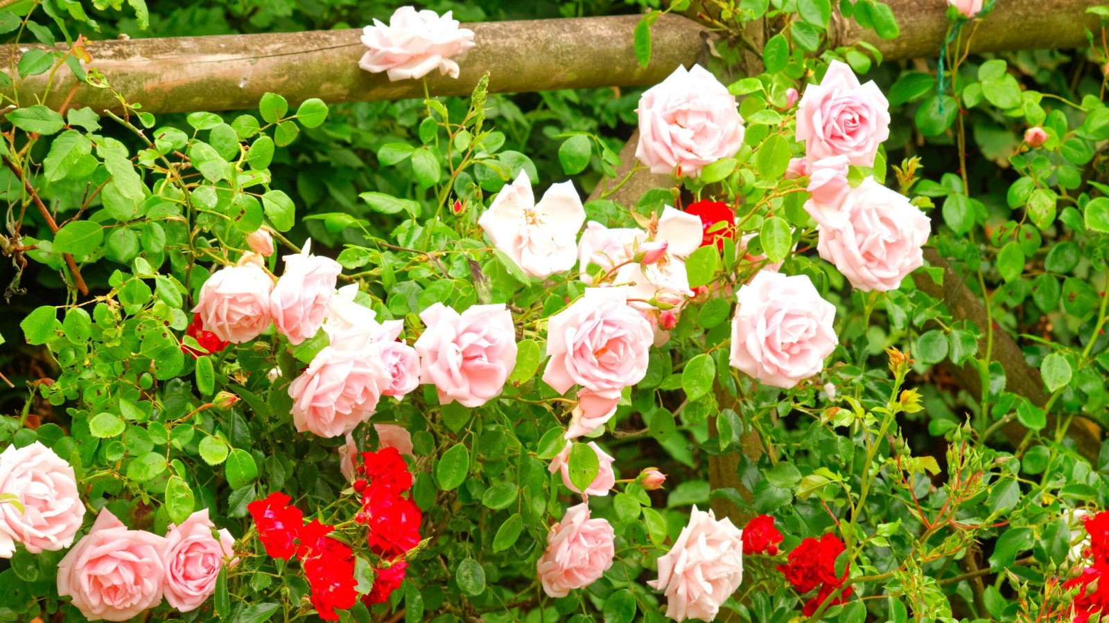 How to Plant, Grow, and Care for New Dawn Roses