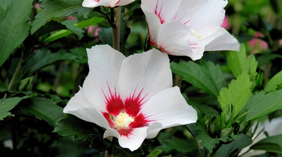 17 Gorgeous Varieties of Rose of Sharon for Your Garden