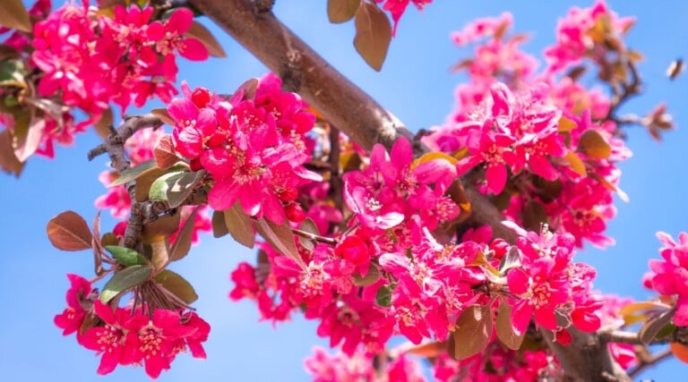 21 Beautiful Flowering Crabapple Trees for Your Garden