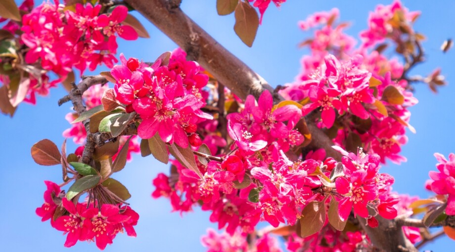 21 Beautiful Flowering Crabapple Trees for Your Garden