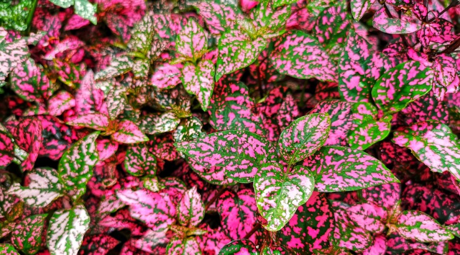 How to Plant, Grow, and Care for Polka Dot Plants