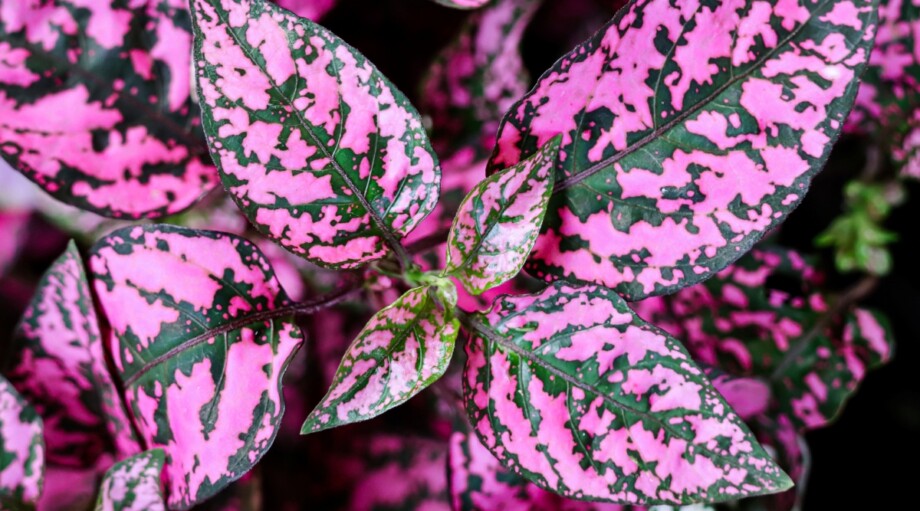 How to Plant, Grow, and Care for Polka Dot Plants