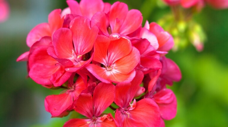 21 Neon Colored Plants for a Bright Outdoor Garden