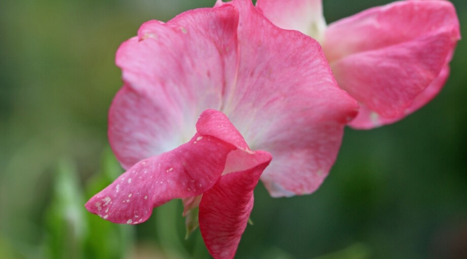 29 Sweet Pea Flower Vines for Your Garden