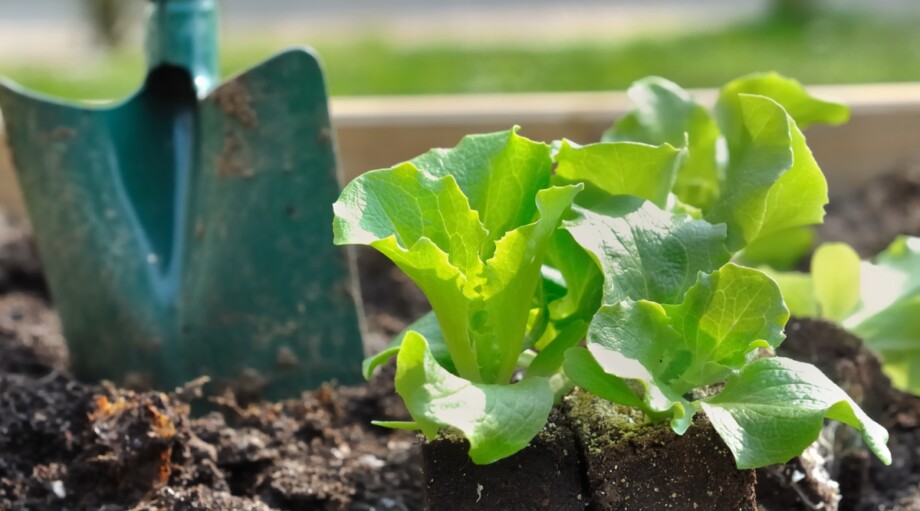 How to Grow your Own Salad Garden