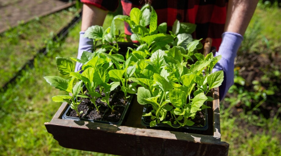 How to Plant, Grow, and Care for China Asters