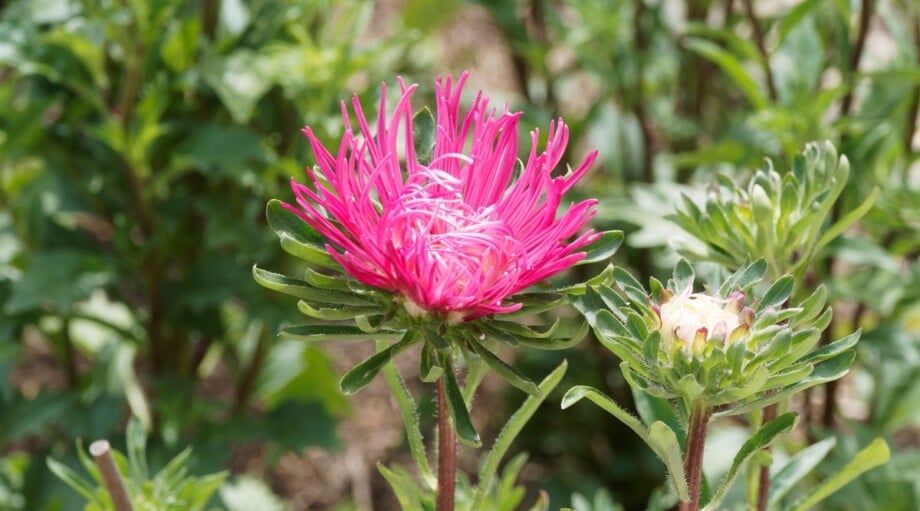 How to Plant, Grow, and Care for China Asters