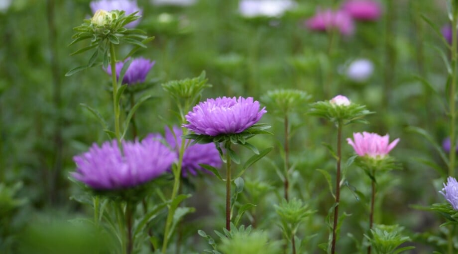 How to Plant, Grow, and Care for China Asters
