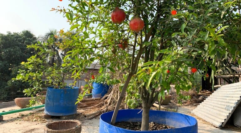 21 Best Trees For Pots and Containers